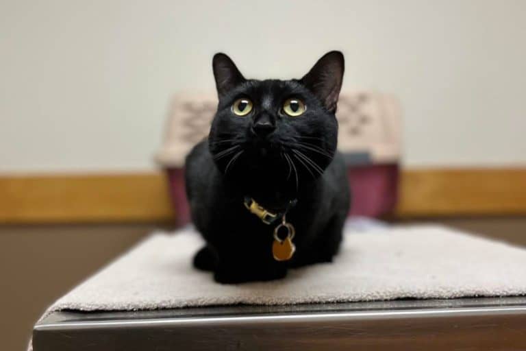 Your Cat’s First Vet Visit: Essential Guide